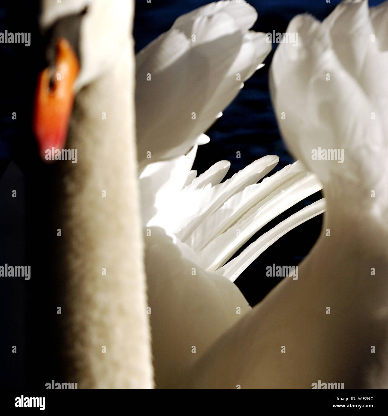 Catches swan hi-res stock photography and images - Alamy