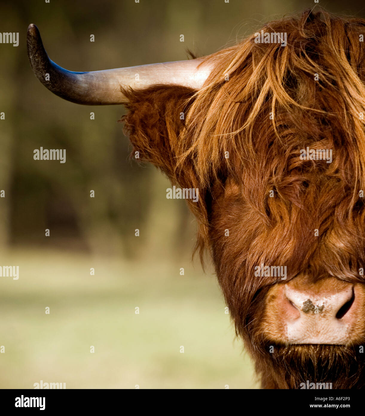 The head of a highland cow Stock Photo - Alamy