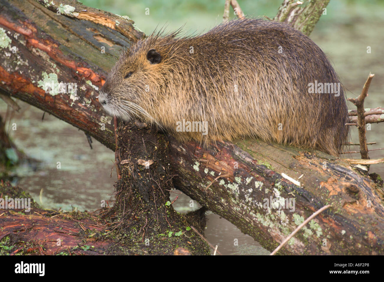 Nutria louisiana hi-res stock photography and images - Alamy