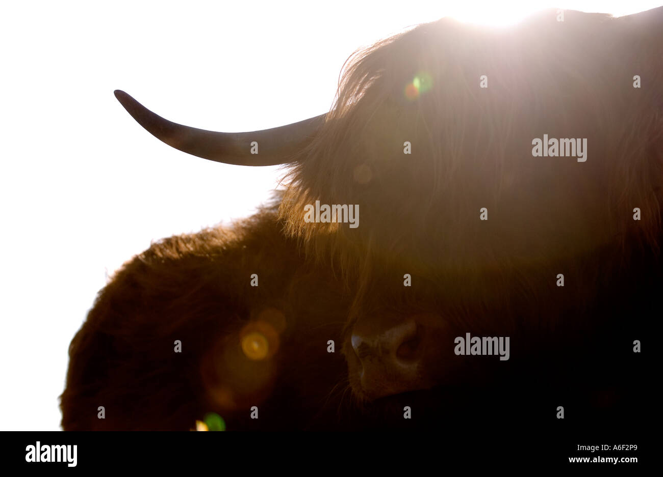 Highland cow silhouette hi-res stock photography and images - Alamy