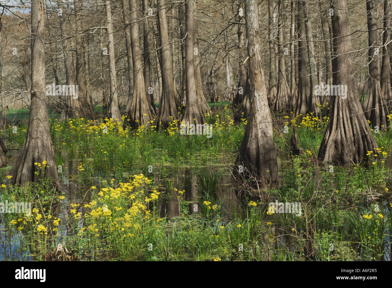 Lake martin cypress trees swamp hi-res stock photography and images - Alamy