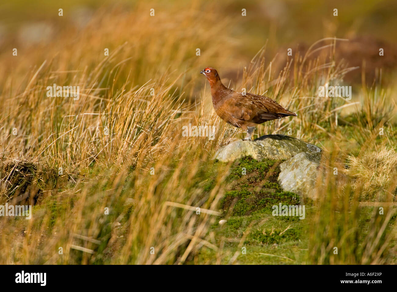 red grouse on rock Stock Photo - Alamy