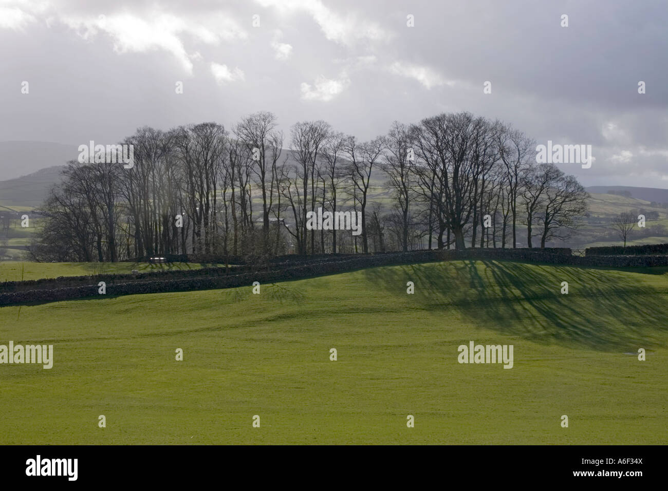 Swaledale stone walls and lone trees Yorkshire Dales Stock Photo - Alamy