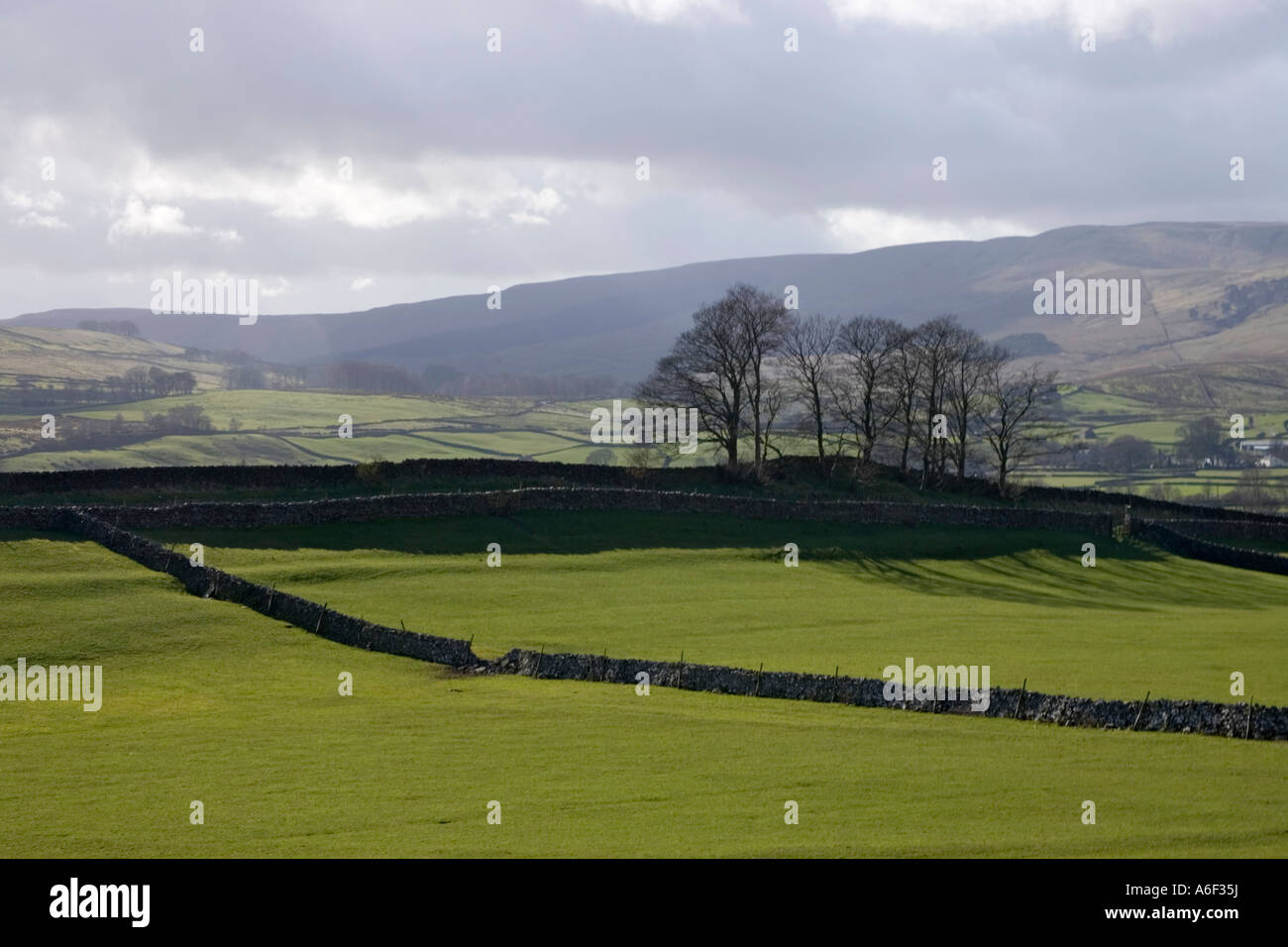 Swaledale stone walls and lone trees Yorkshire Dales Stock Photo - Alamy