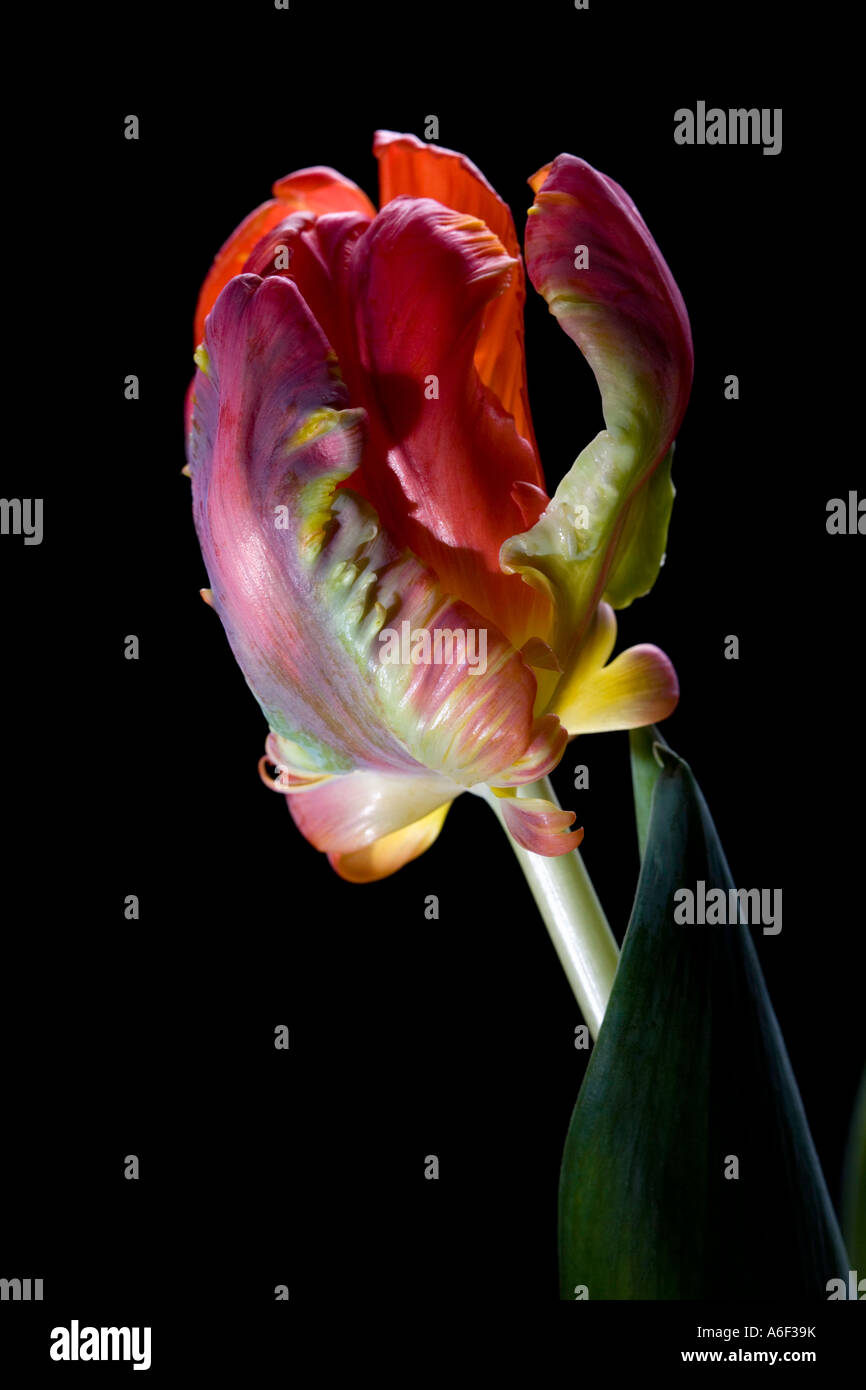 Low key tulip hi-res stock photography and images - Alamy