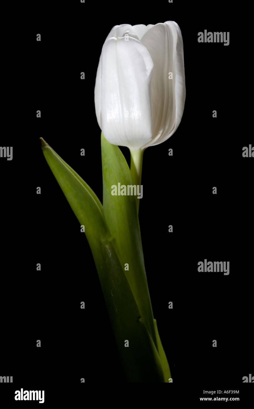 Low key tulip hi-res stock photography and images - Alamy