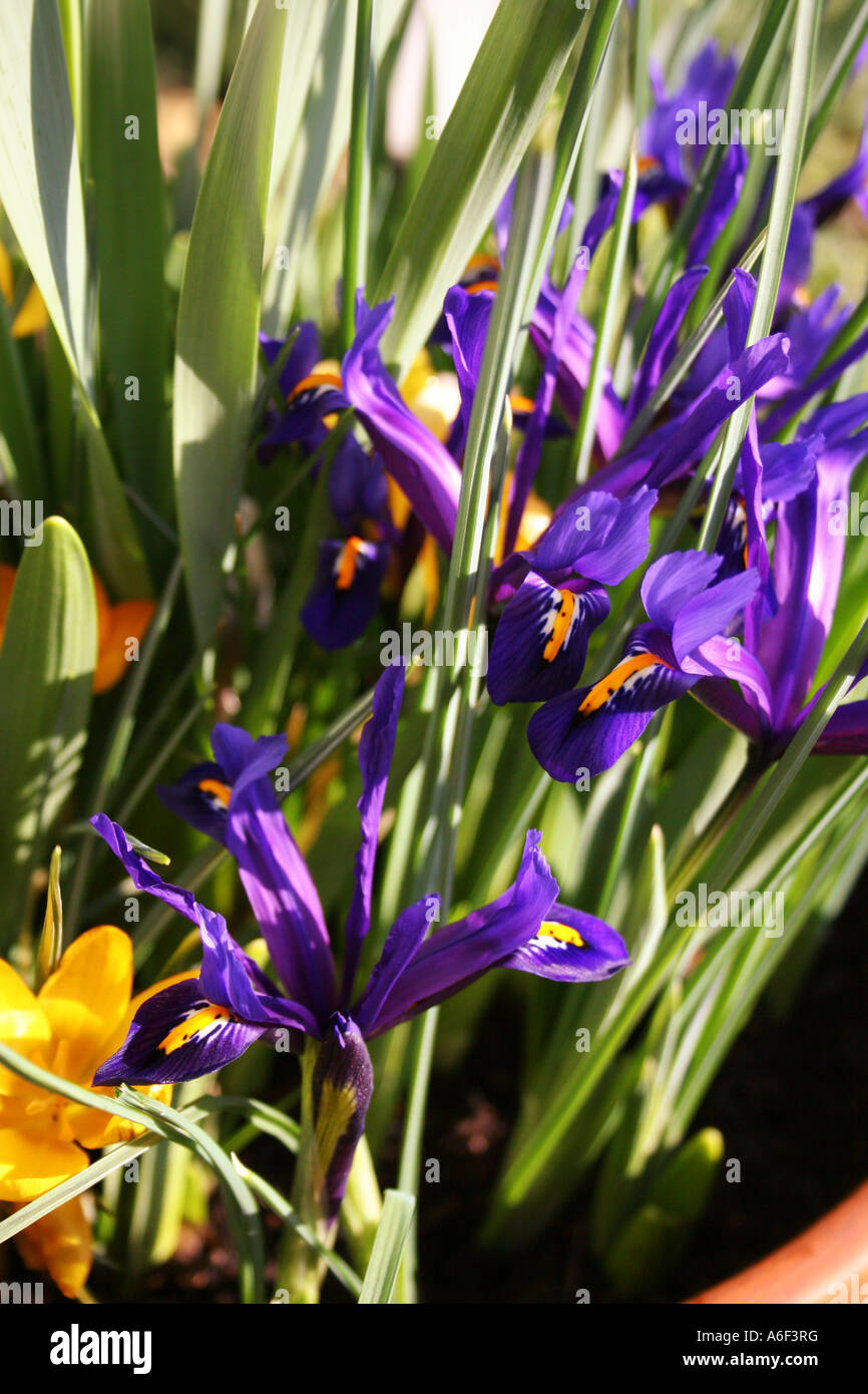 Iris reticulata container hi-res stock photography and images - Alamy