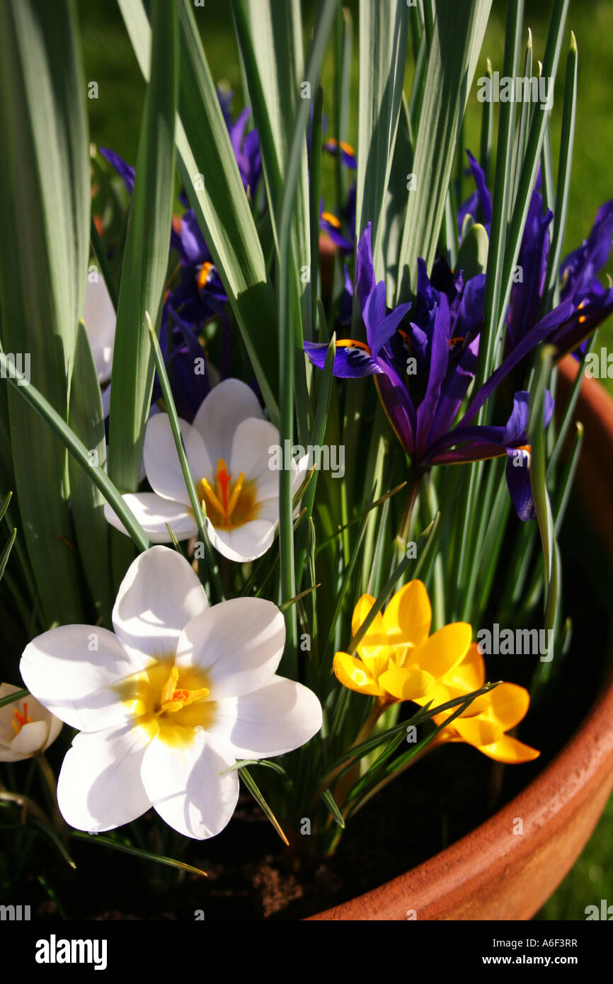 SPRING POT WITH CROCUS AND DWARF IRIS RETICULATA Stock Photo - Alamy