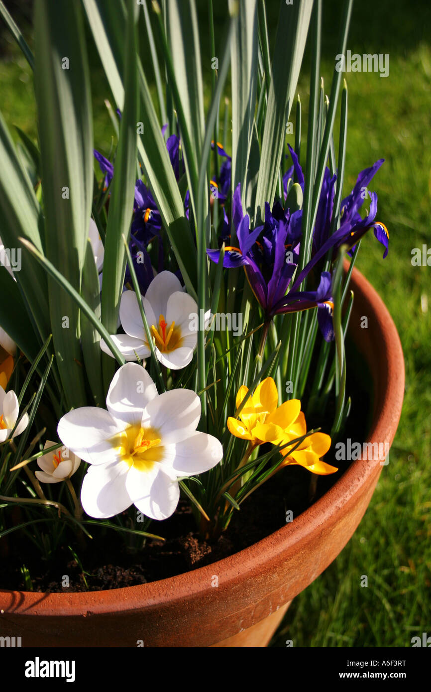 SPRING POT WITH CROCUS AND DWARF IRIS RETICULATA Stock Photo - Alamy