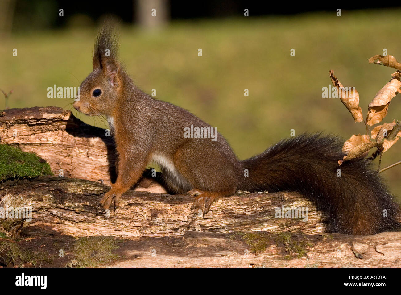 Red squirrel sitting on a trunk Stock Photo - Alamy