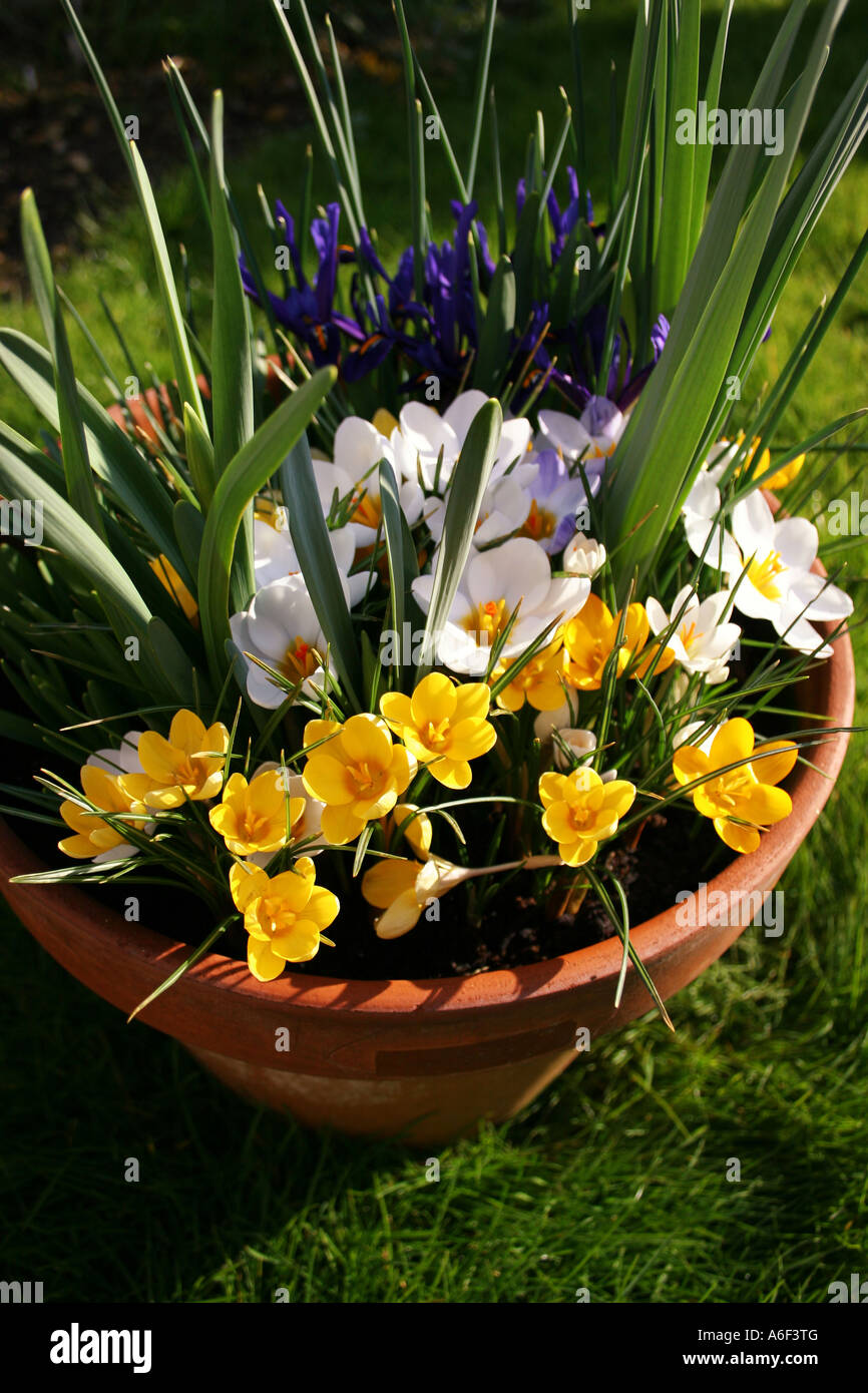 SPRING POT WITH CROCUS AND DWARF IRIS RETICULATA Stock Photo - Alamy