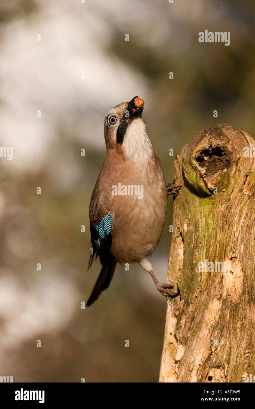 Common jay sitting at a trunk with a nut in the beak Stock Photo - Alamy