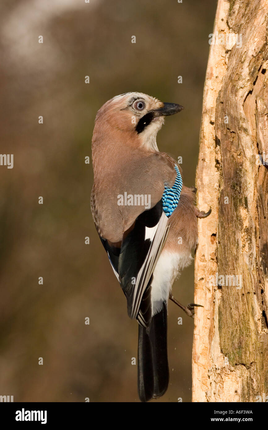 Common jay sitting at a trunk Stock Photo - Alamy