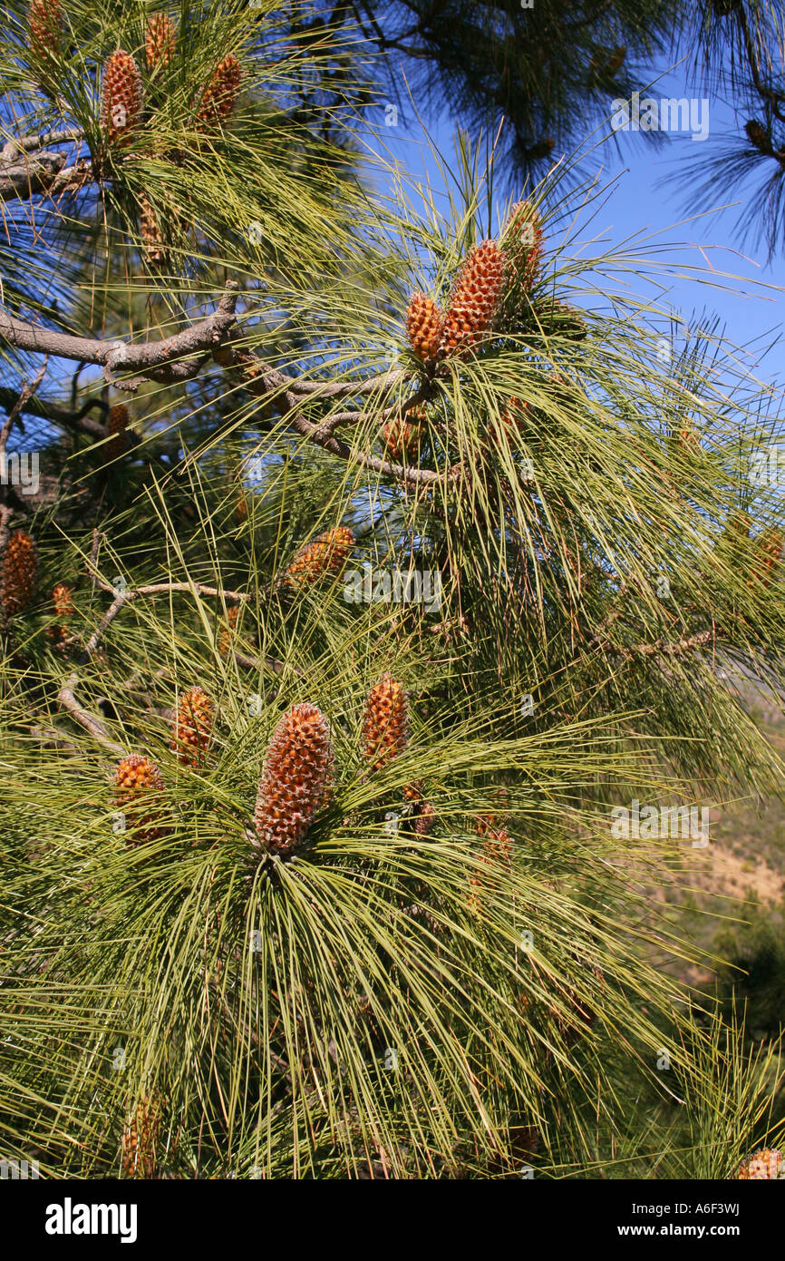 HORTICULTURE.THE CONE OF PINUS PINASTER. MARITIME PINE. PINACEAE Stock ...