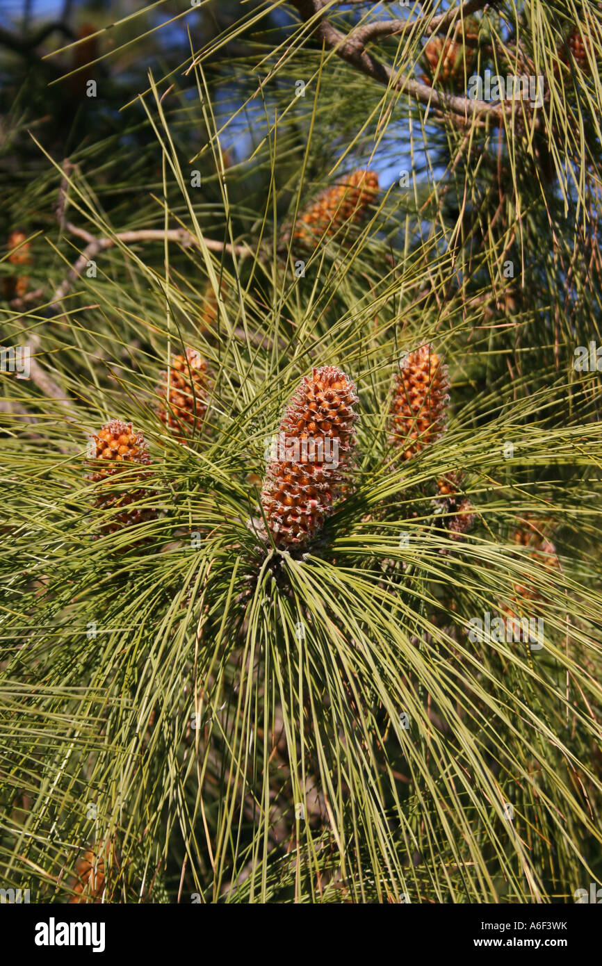 HORTICULTURE.THE CONE OF PINUS PINASTER. MARITIME PINE. PINACEAE Stock ...
