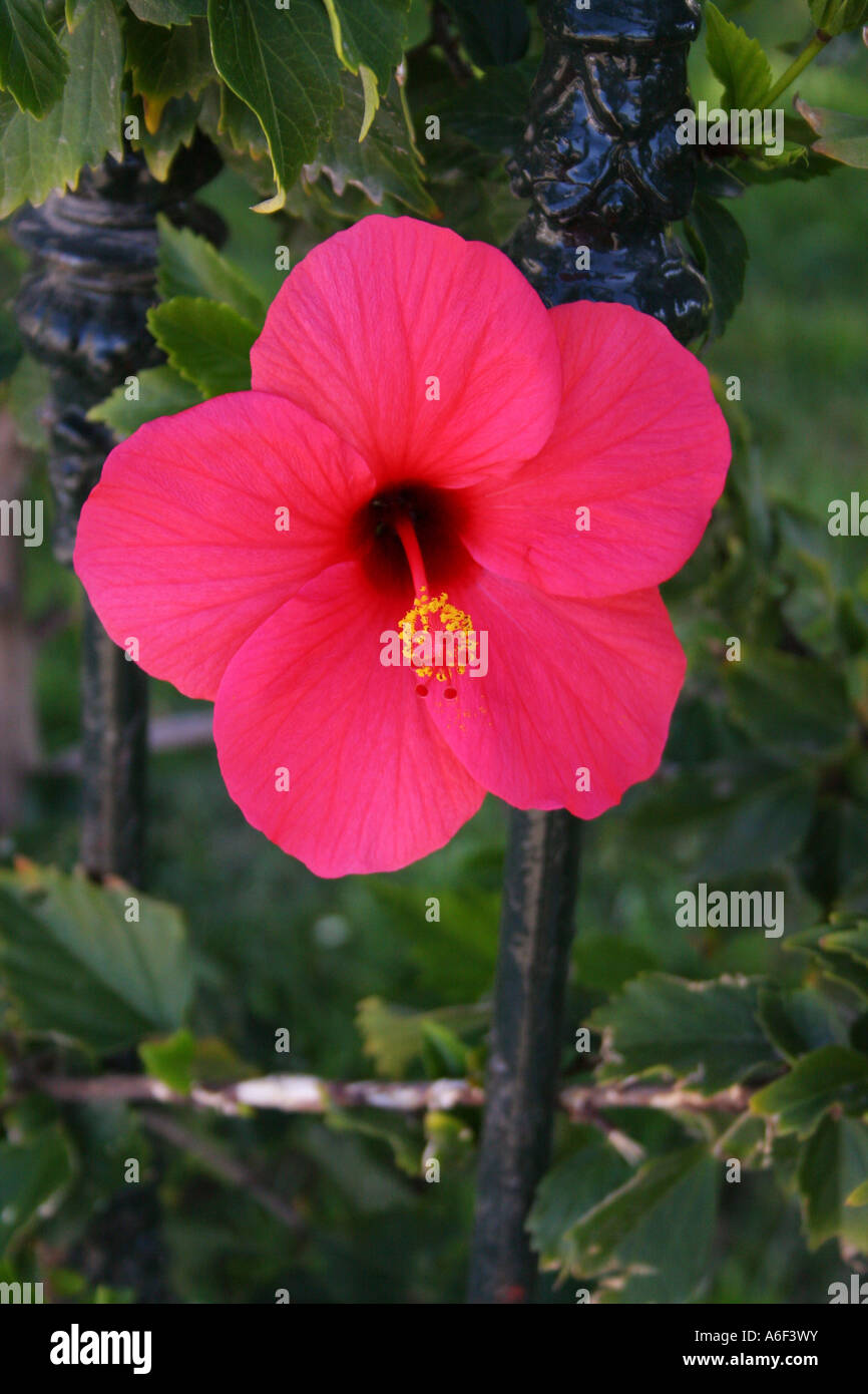 Hibiscus scarlet giant hi-res stock photography and images - Alamy