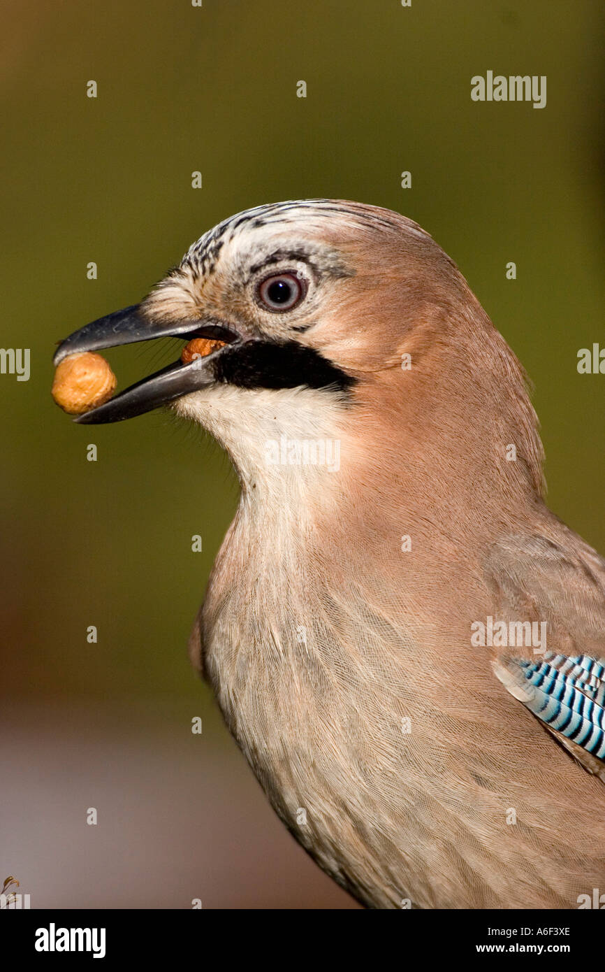 Portrait of jay with a nut in the beak Stock Photo - Alamy