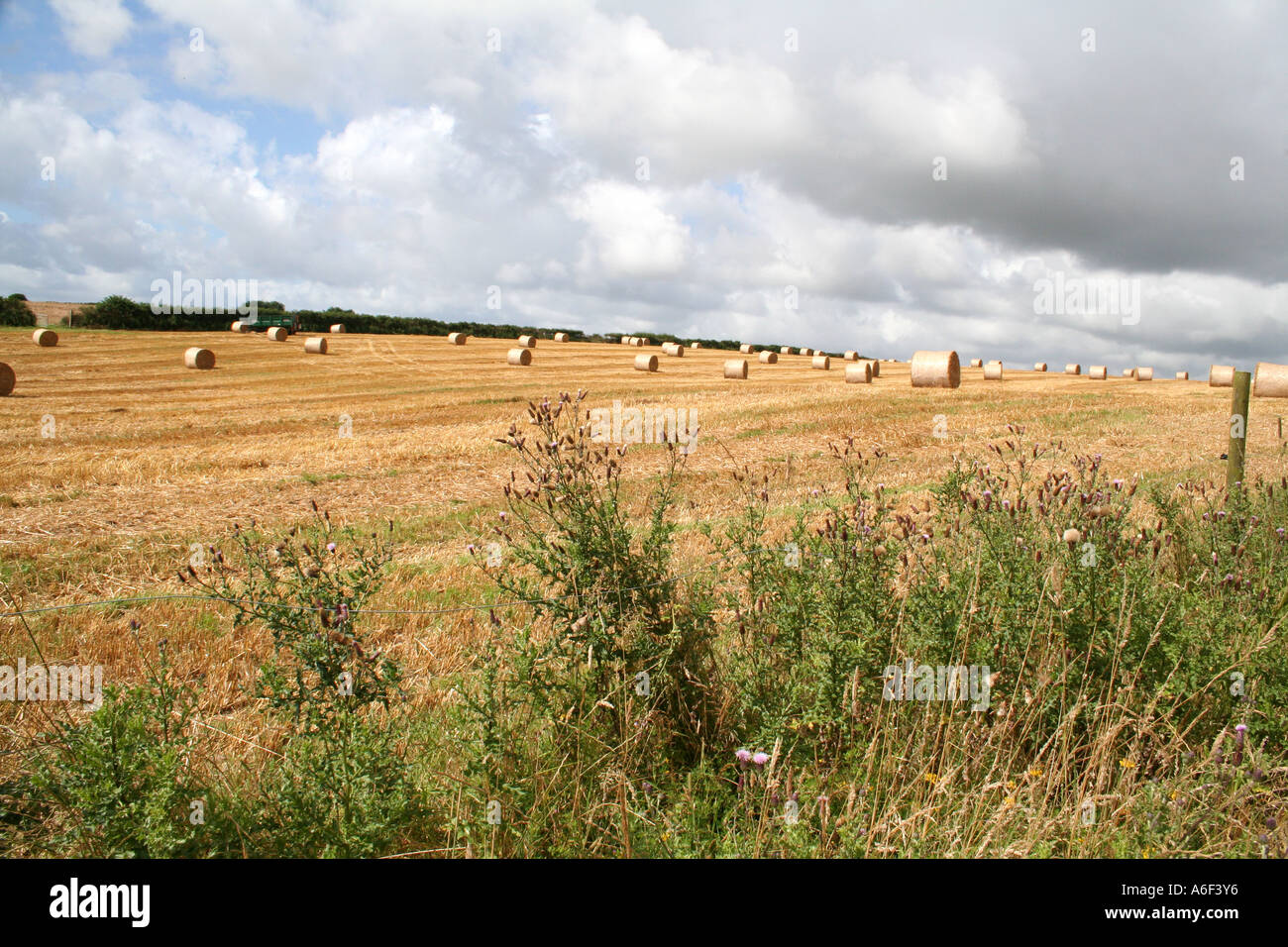 Golden Cornish Fields with Straw Bales Stock Photo - Alamy
