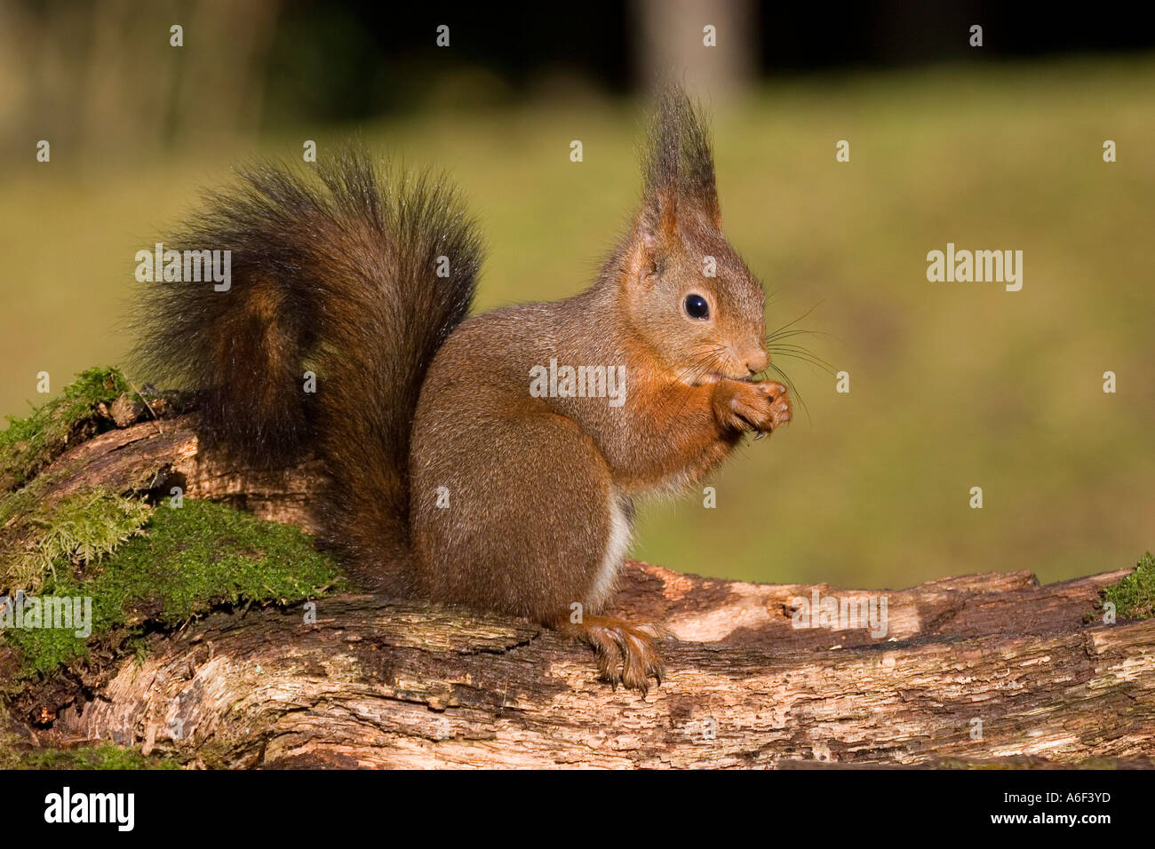 Red squirrel eating Stock Photo - Alamy