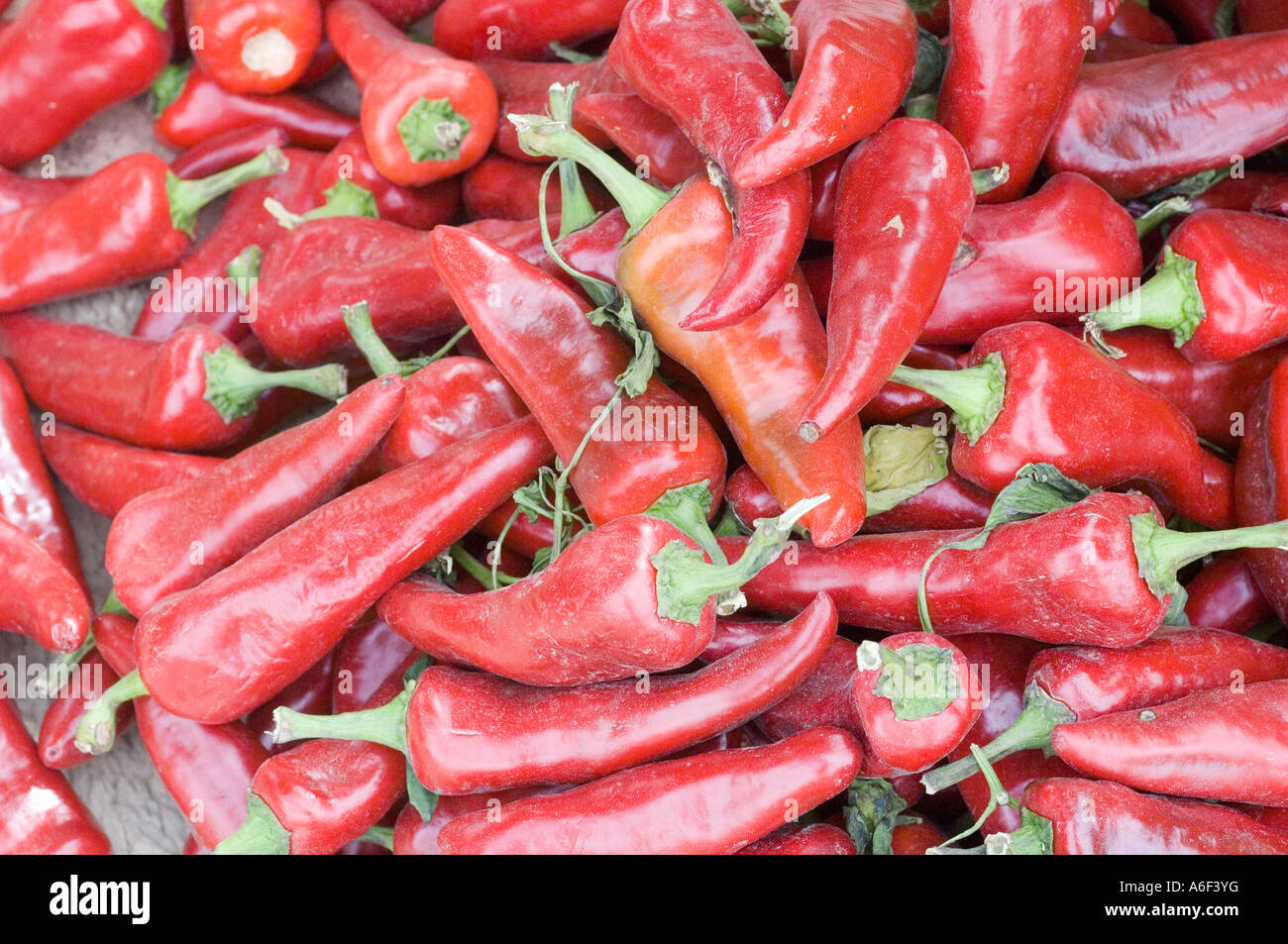 Fall harvest of red chile Stock Photo - Alamy
