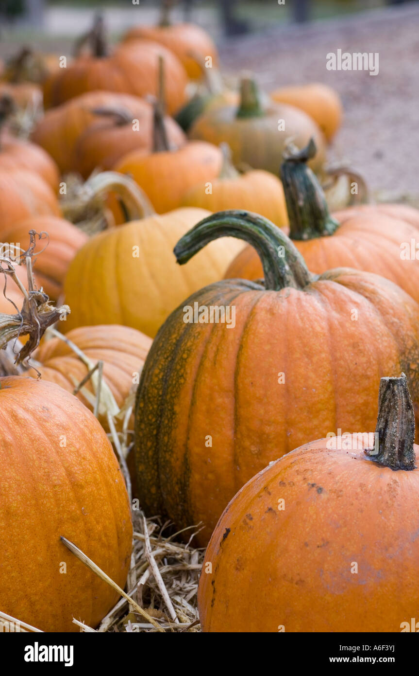 Fall harvest pumpkins Stock Photo - Alamy