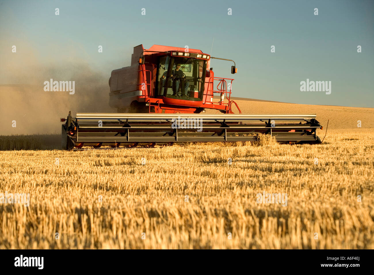 Wheat husks hi-res stock photography and images - Alamy
