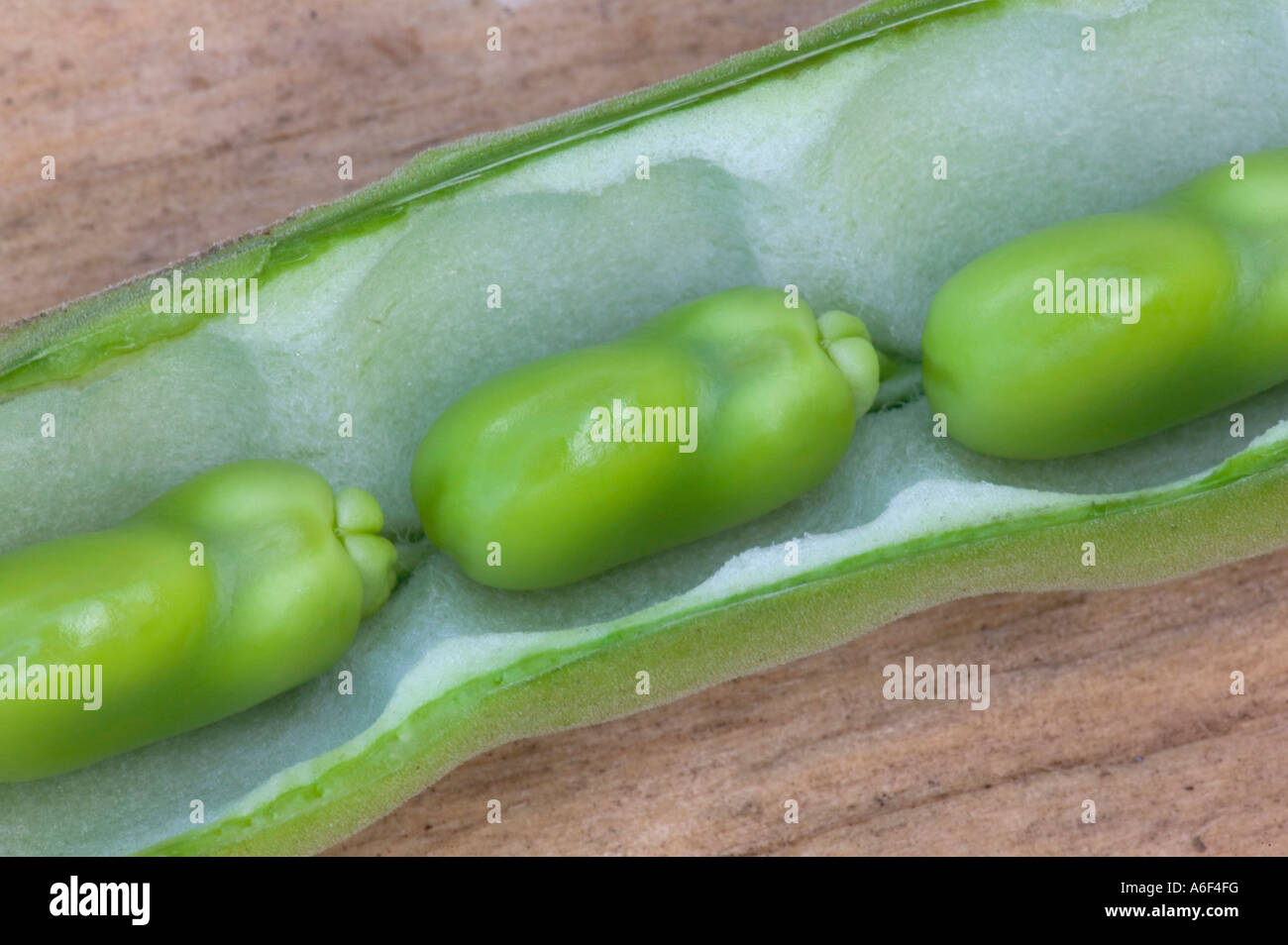 Fava beans in open pod, California Stock Photo - Alamy