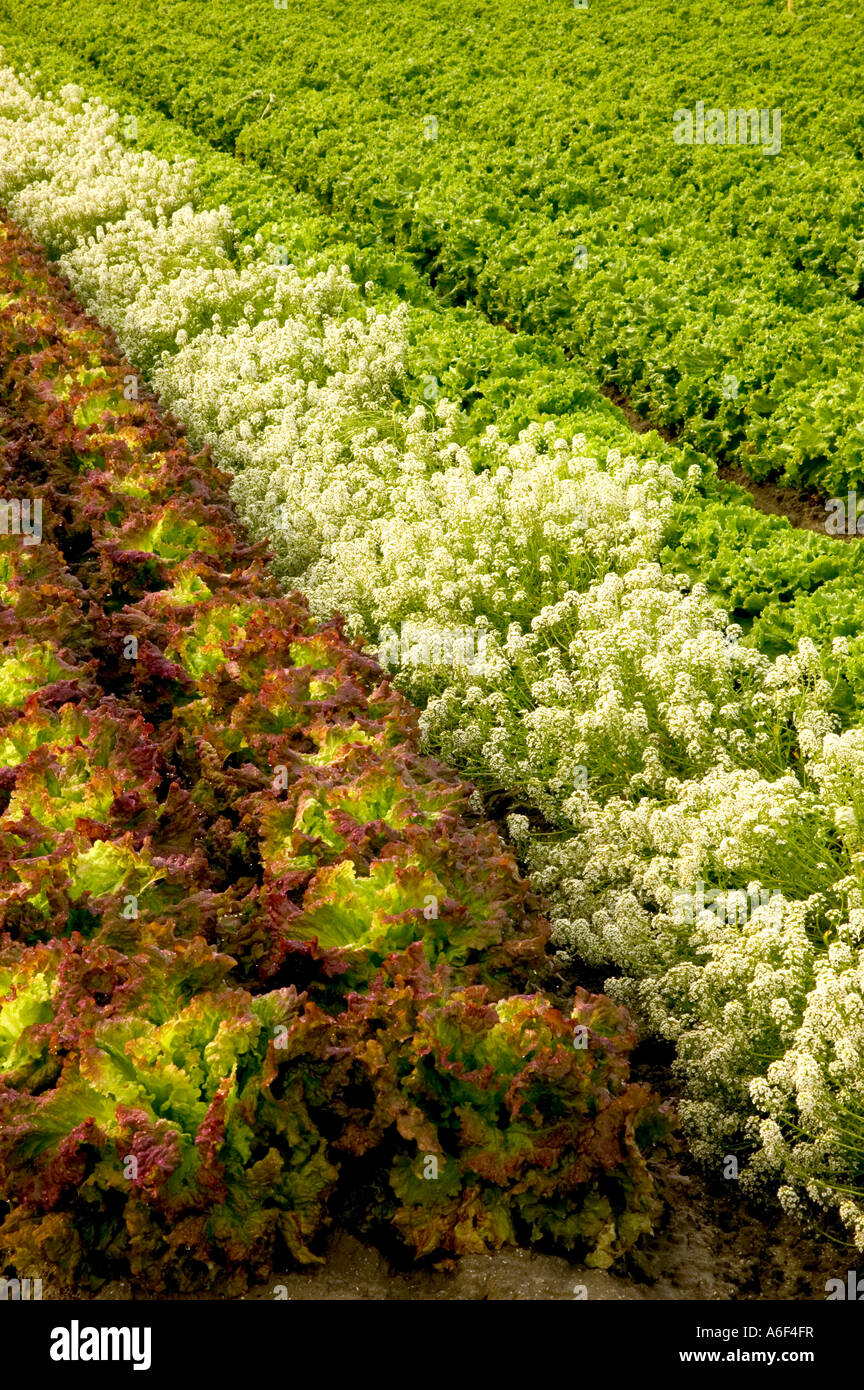 Organic lettuce 'Romaine' growing in field, Alyssum planted for aphids ... Organic lettuce 'Romaine' growing in field, Alyssum planted for aphids ...