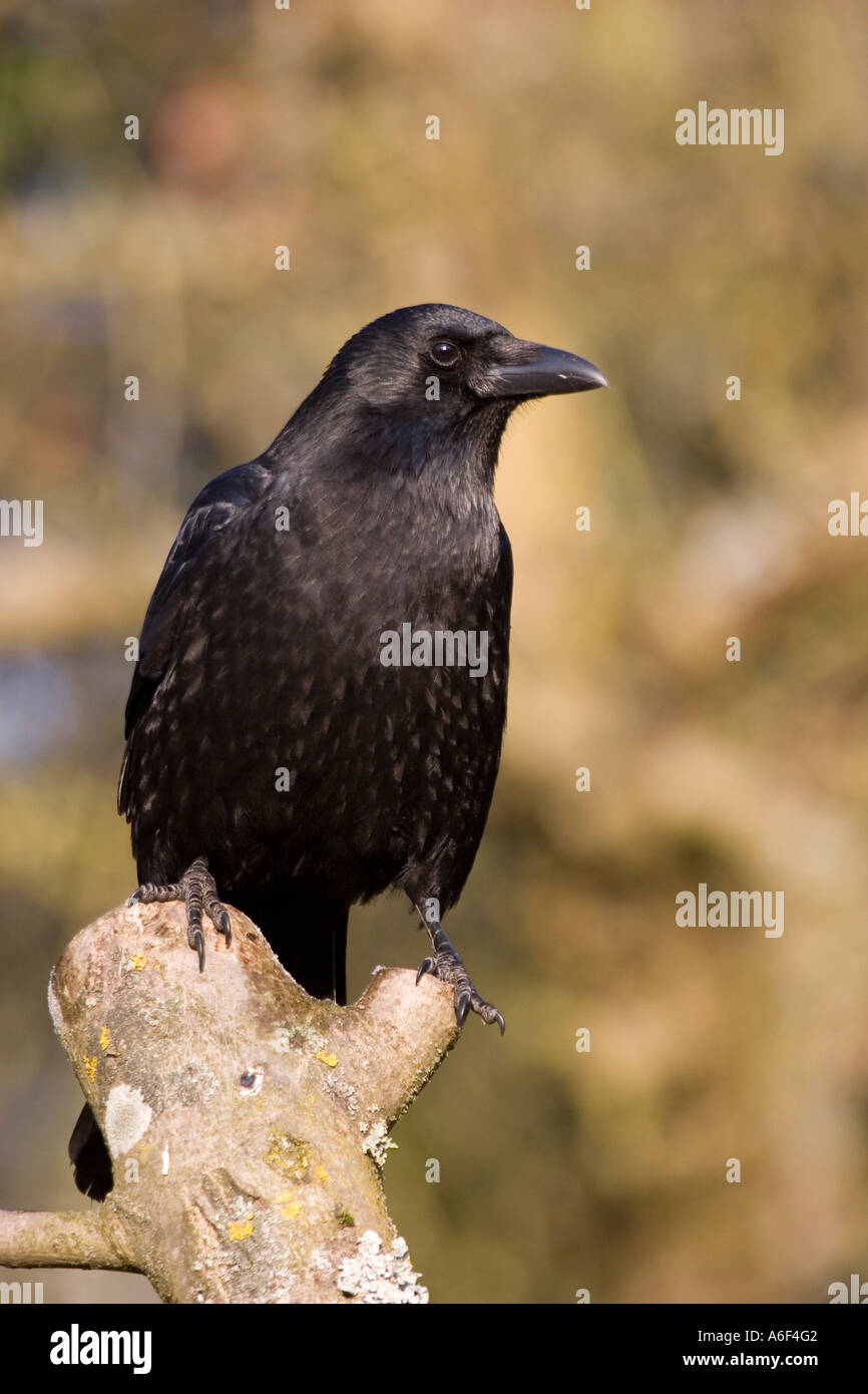 Eurasian crow hi-res stock photography and images - Alamy