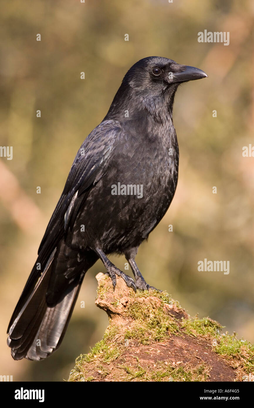 Eurasian crow hi-res stock photography and images - Alamy