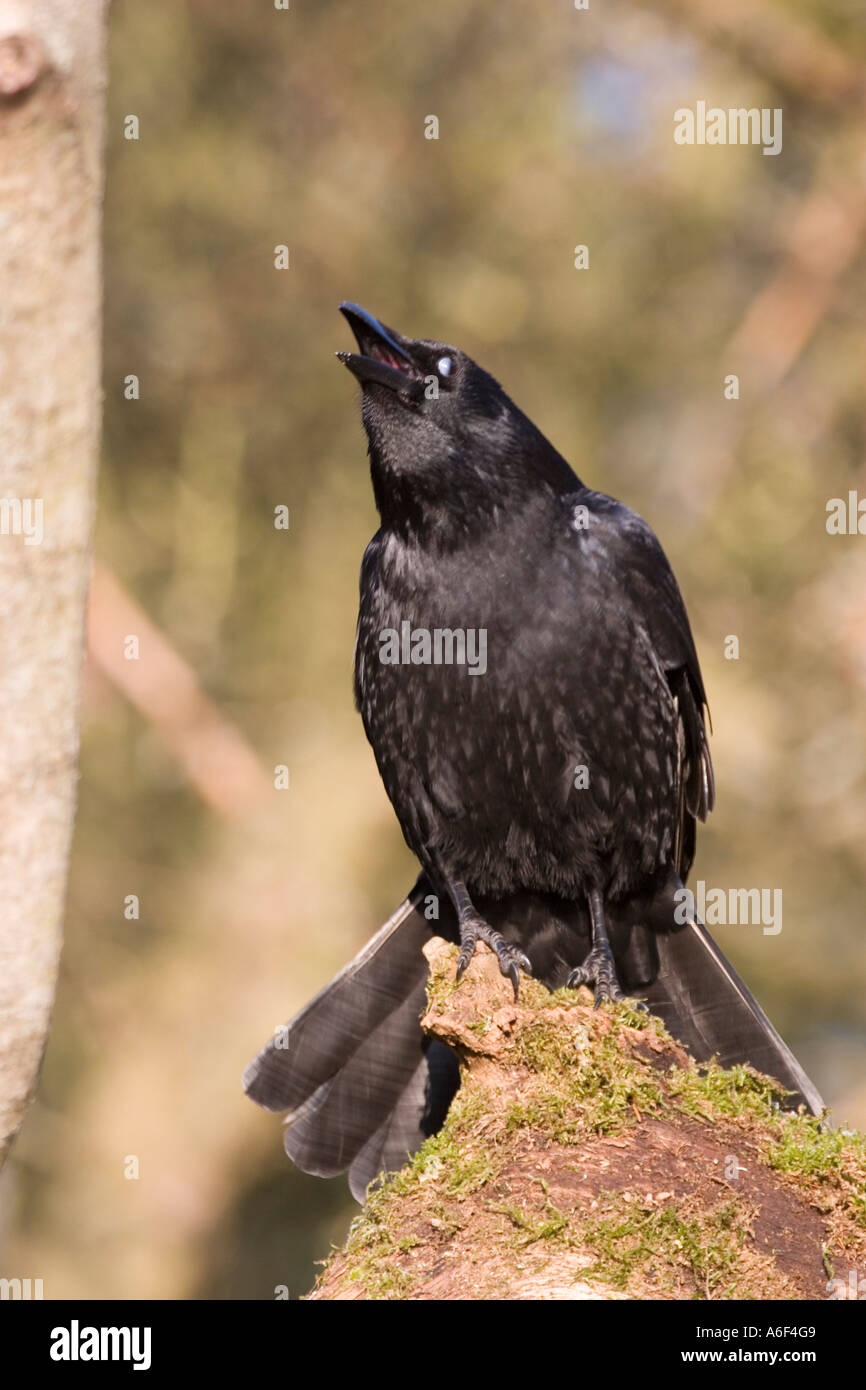 Crow how hi-res stock photography and images - Alamy