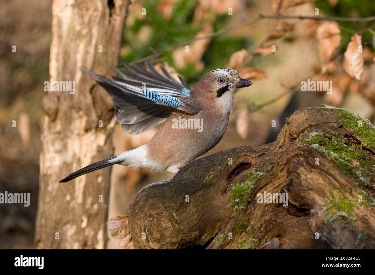 Eurasian jay starting into flight Stock Photo - Alamy