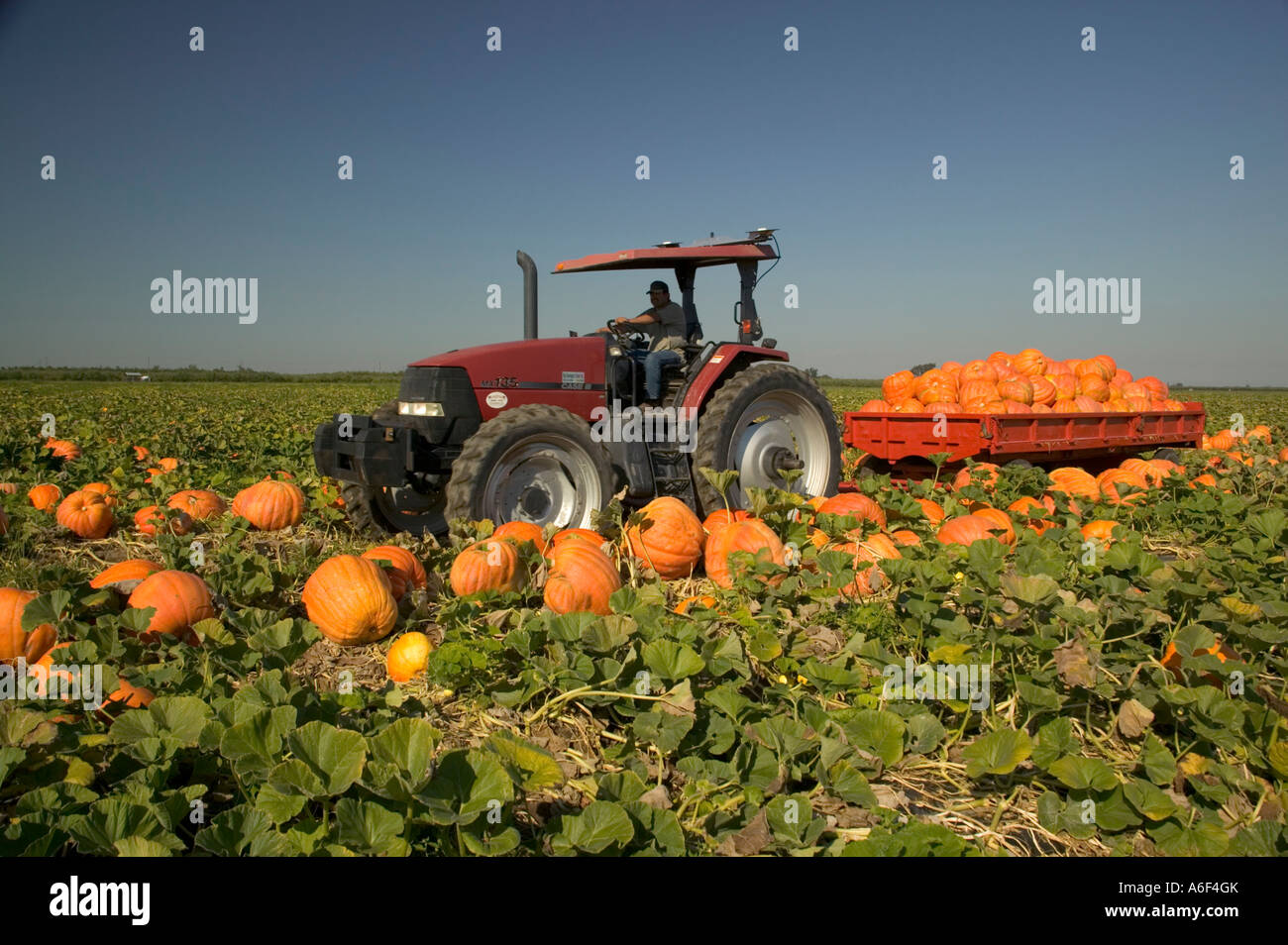 Tractor harvesting pumpkins hi-res stock photography and images - Alamy