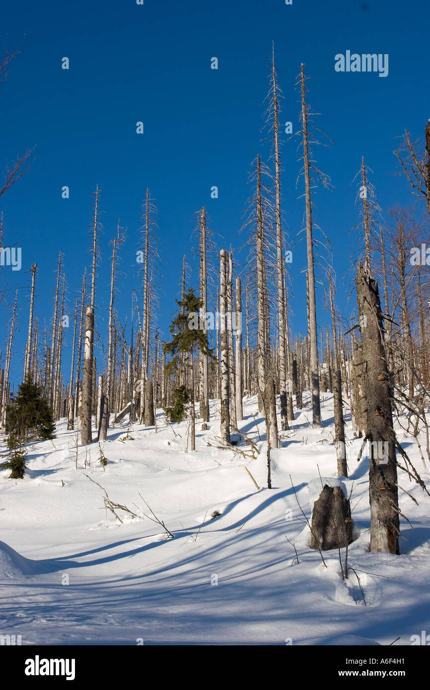 Waldsterben forest dieback Stock Photo - Alamy