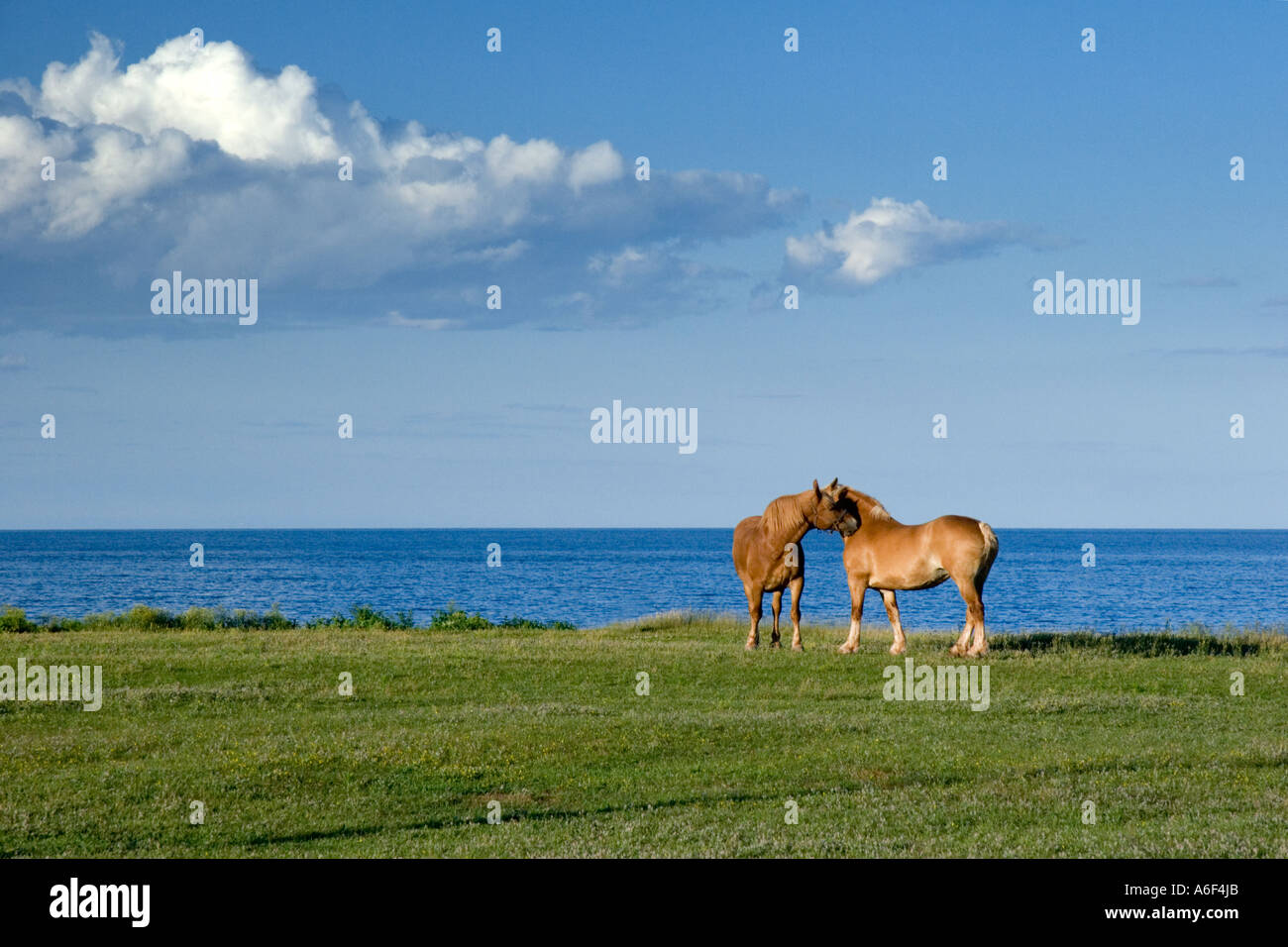 Two Horses on PEI Stock Photo - Alamy
