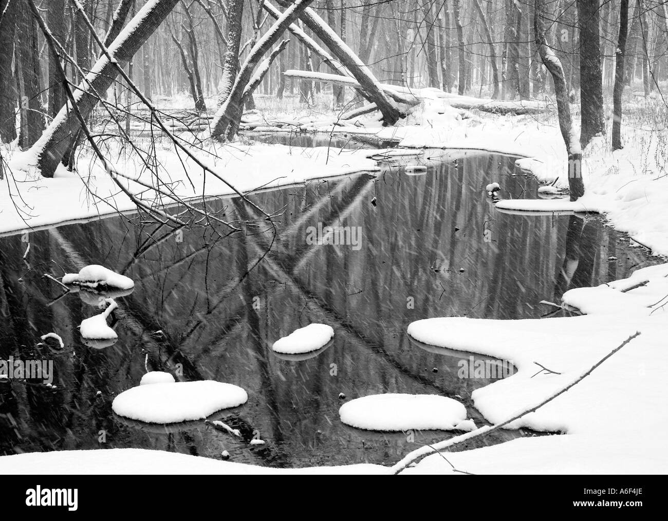 Woodland michigan Black and White Stock Photos & Images - Alamy