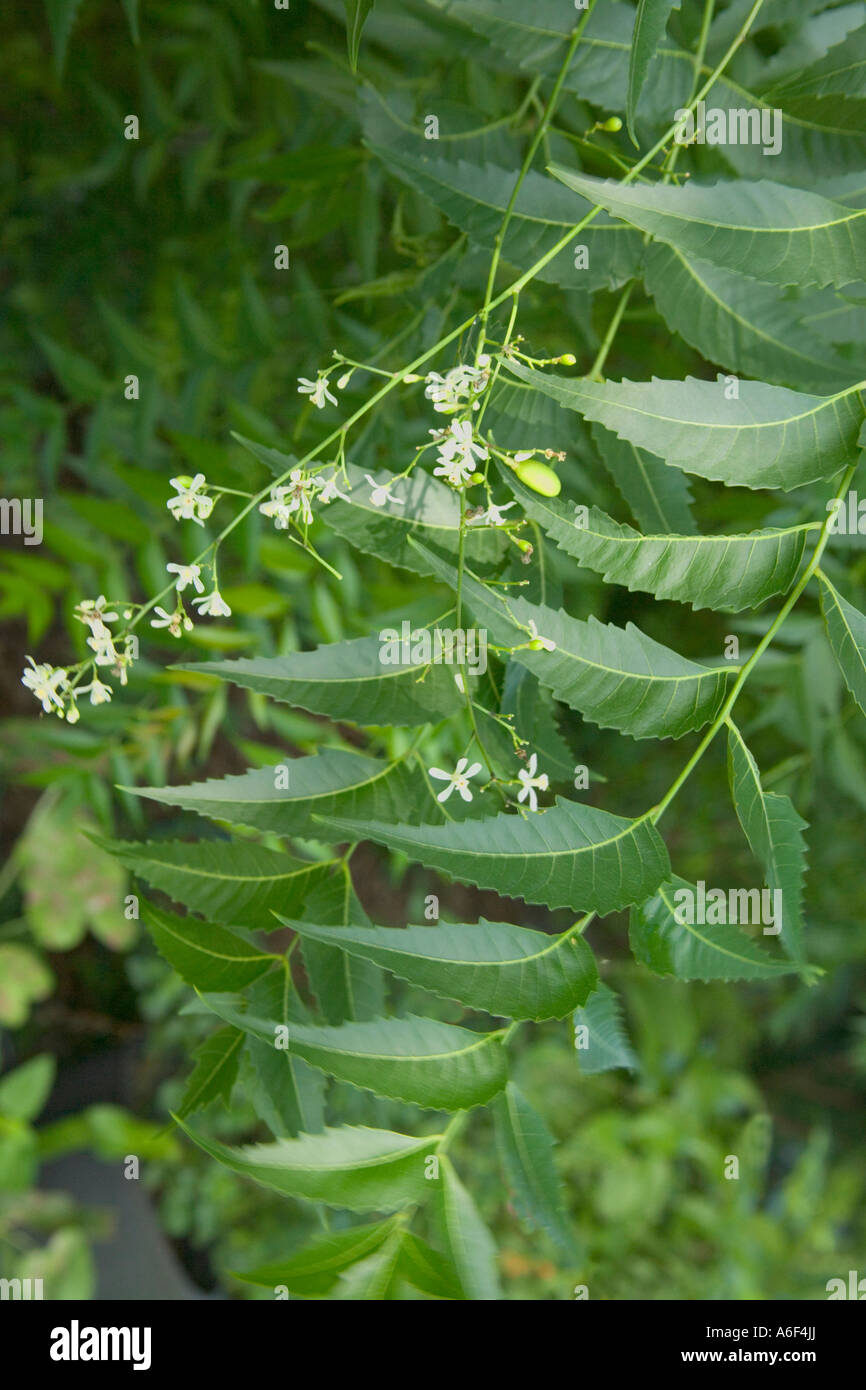 Flowers In Neem Tree at Tommy Bautista blog
