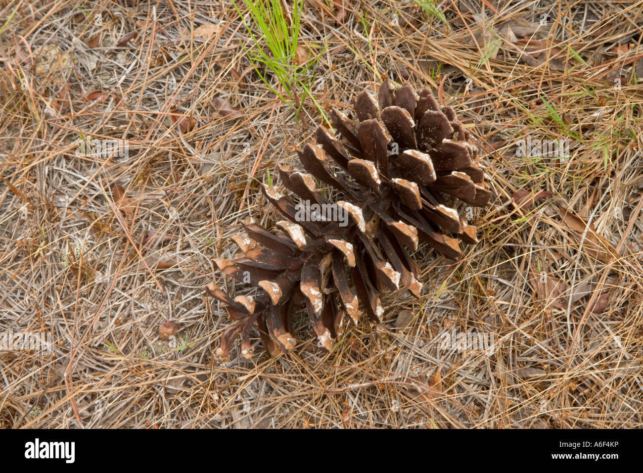 Cone of the 'Longleaf' cone, Florida Stock Photo - Alamy