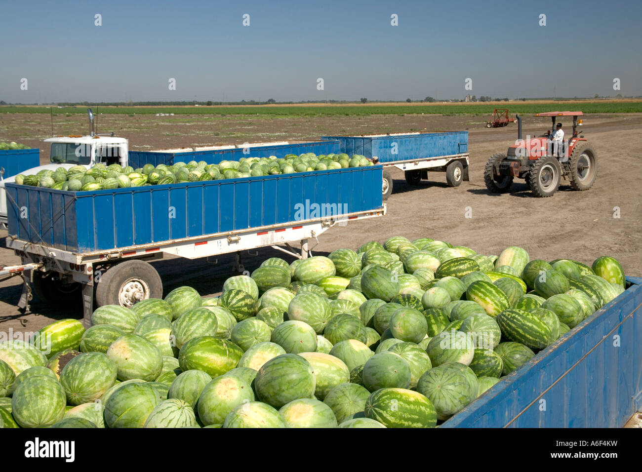Trailers piled with watermelon during harvest time , California Stock ...
