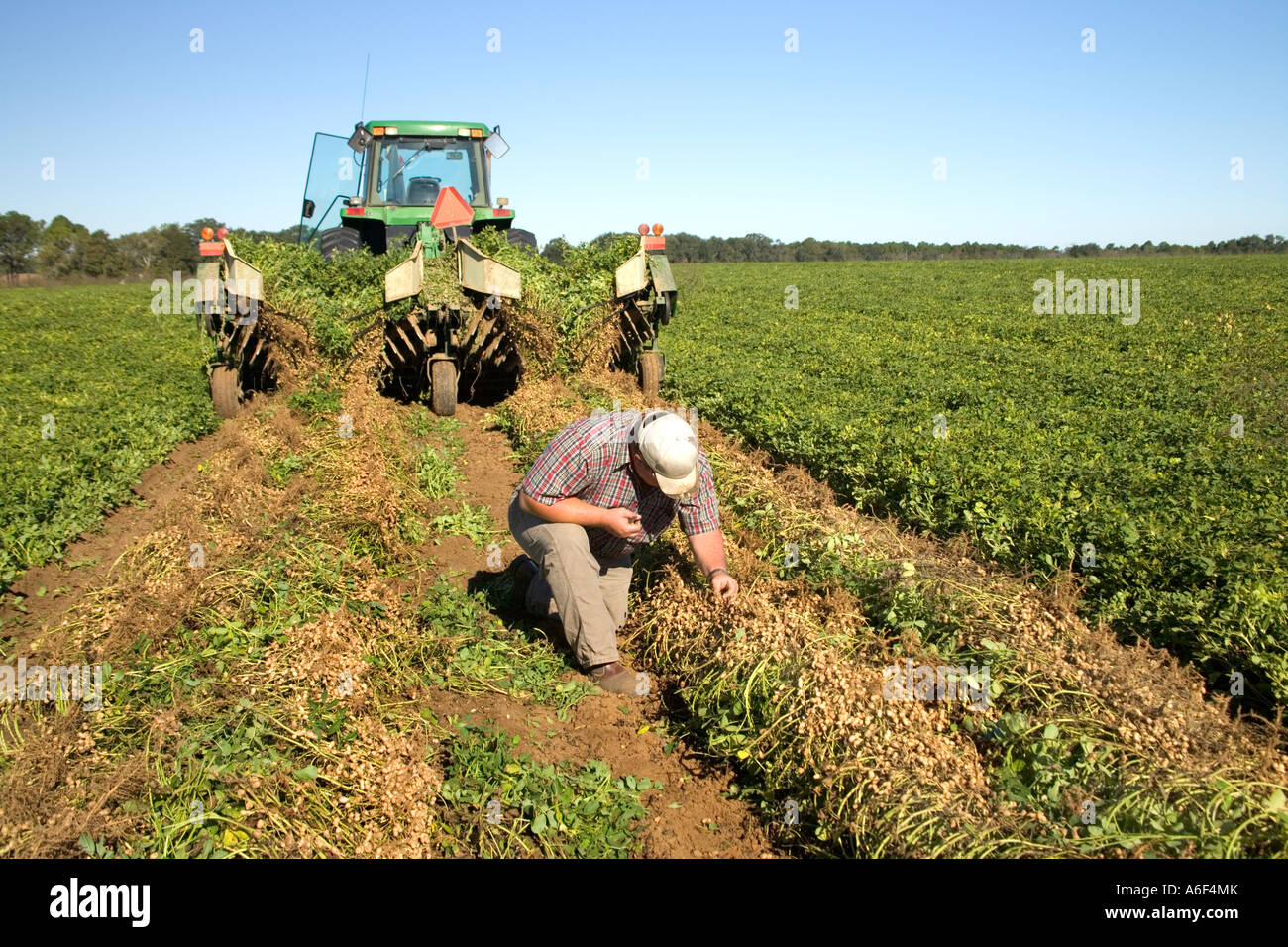 Farmer inspecting inverted peanut crop during harvest, John Deere Stock ...