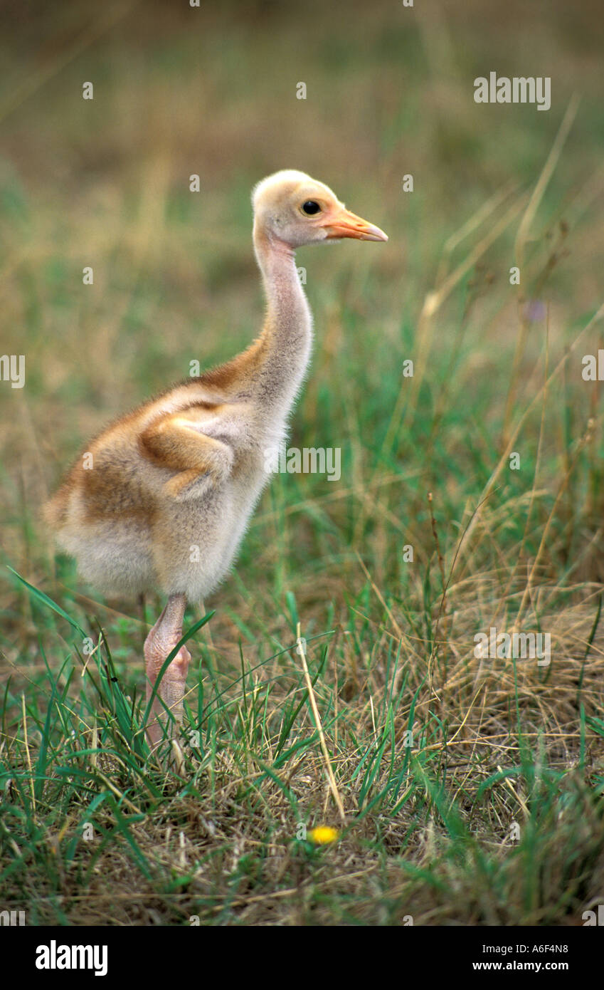 Young sarus crane Stock Photo - Alamy
