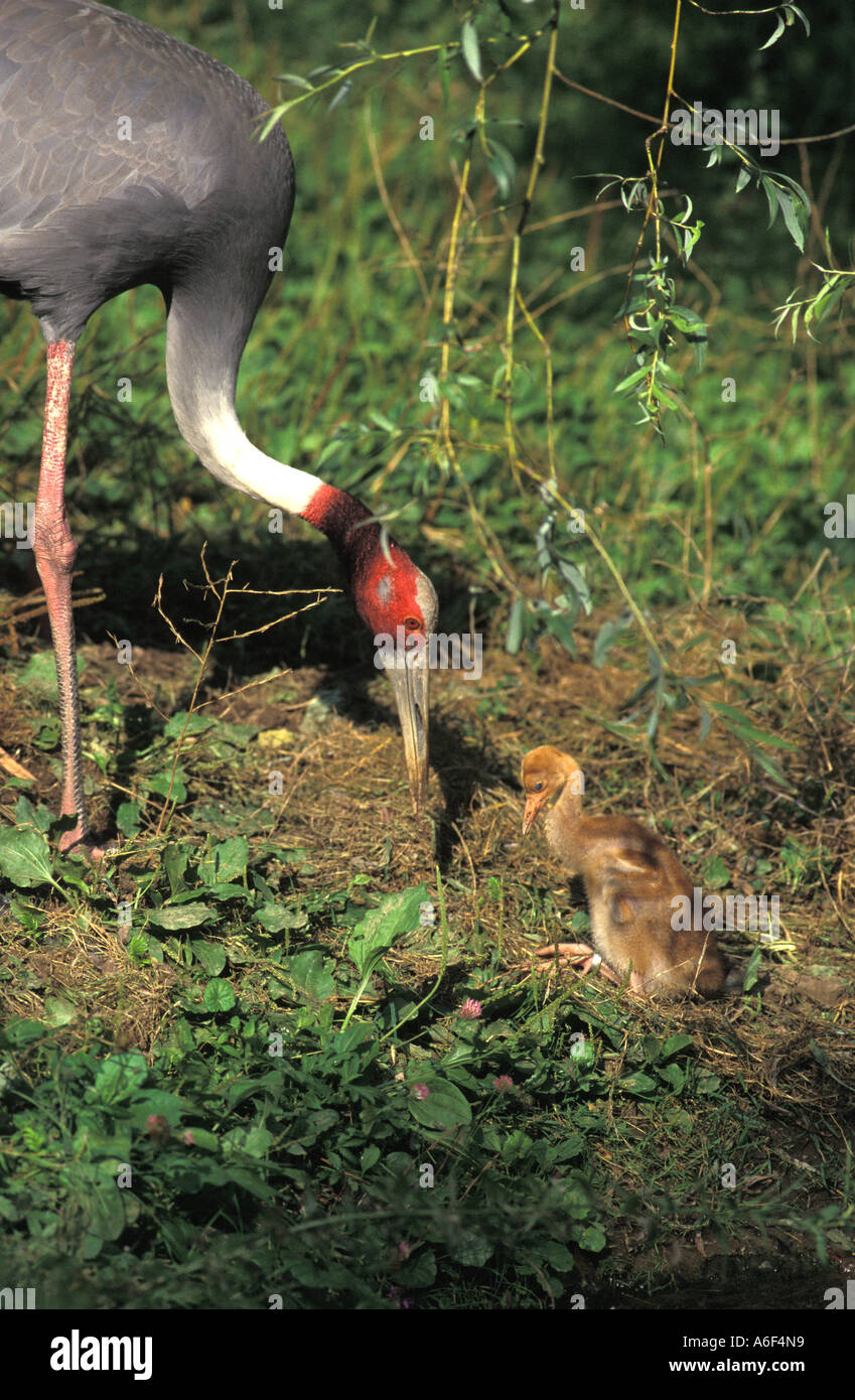 Mother crane feeding its young Stock Photo - Alamy