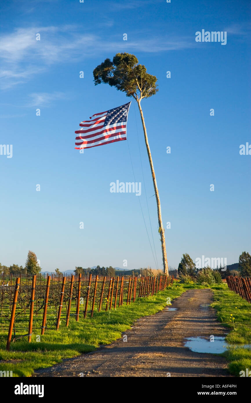 American flag flying over dormant vineyard, California Stock Photo - Alamy