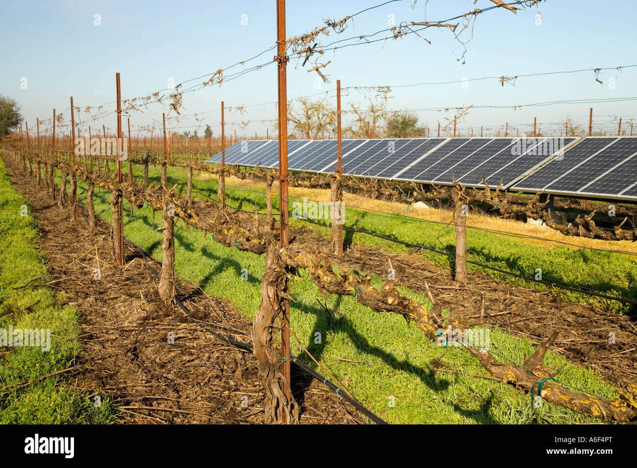 Solar panels in dormant vineyard, Califorrnia Stock Photo - Alamy