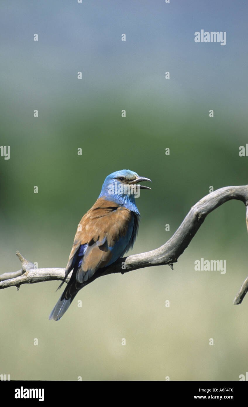 European roller sitting on a perch Stock Photo - Alamy