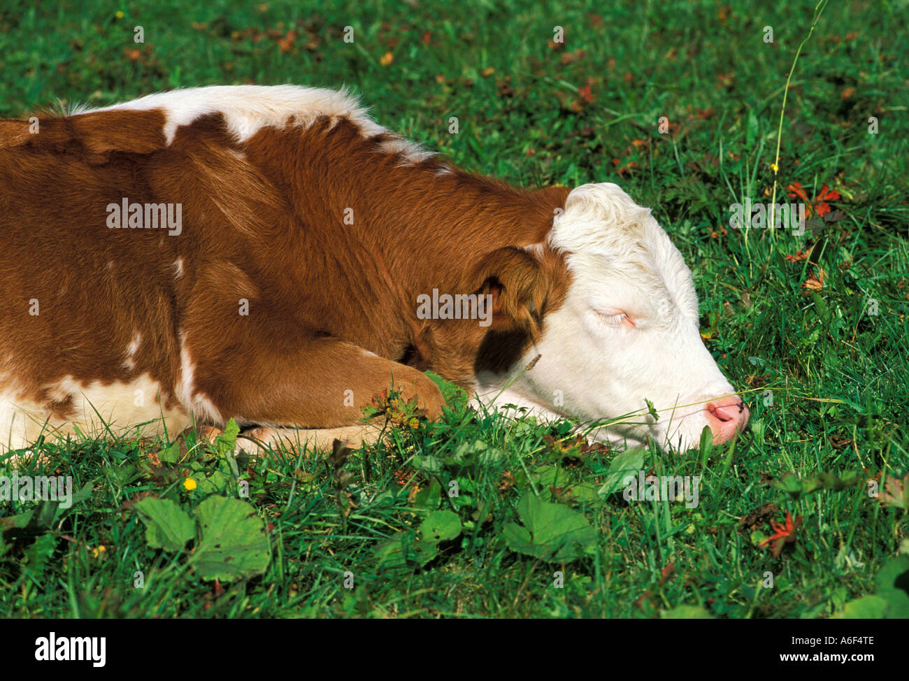 Calf cow animal sleeping hi-res stock photography and images - Alamy