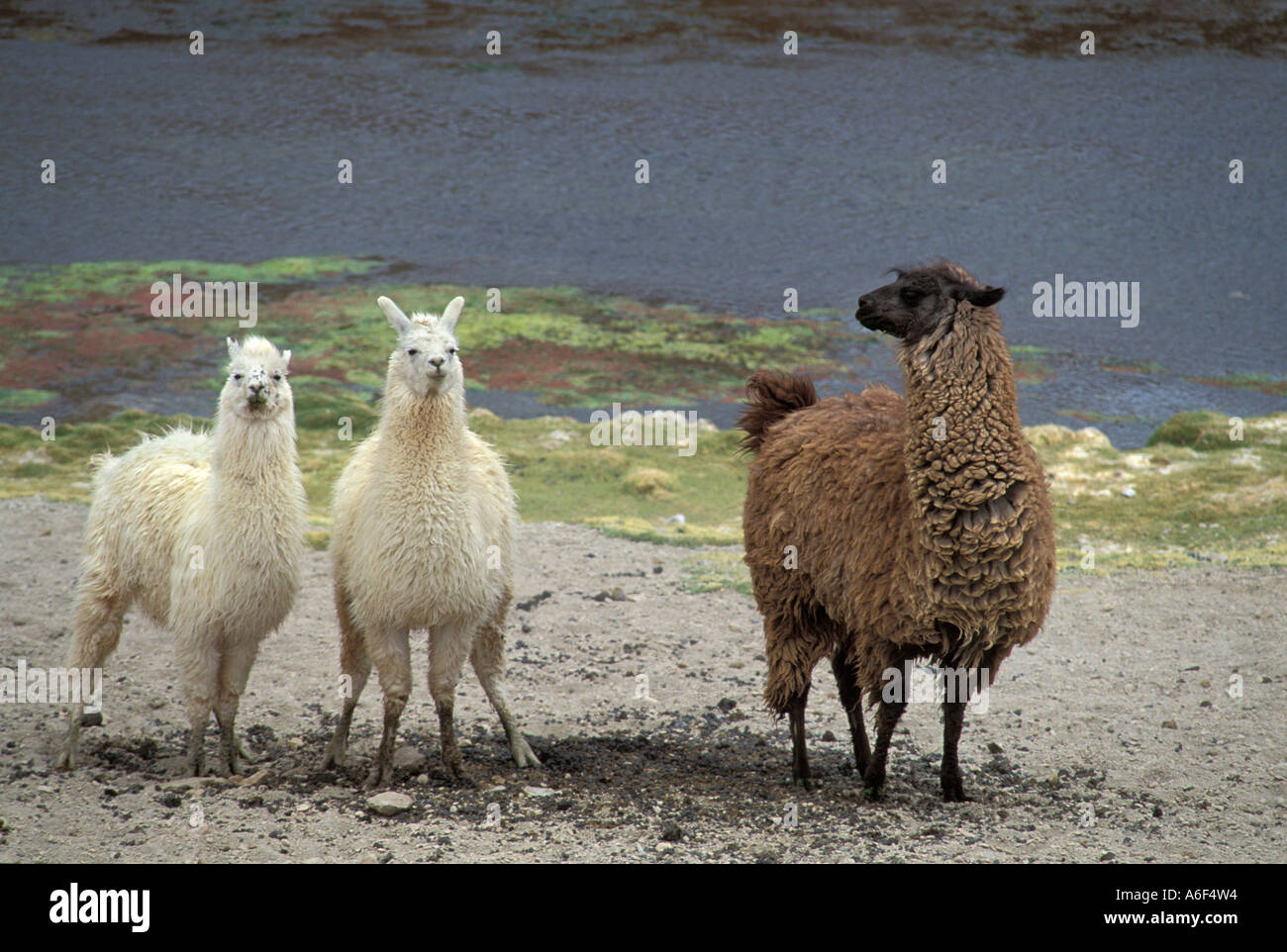 White Lamas High Resolution Stock Photography and Images - Alamy