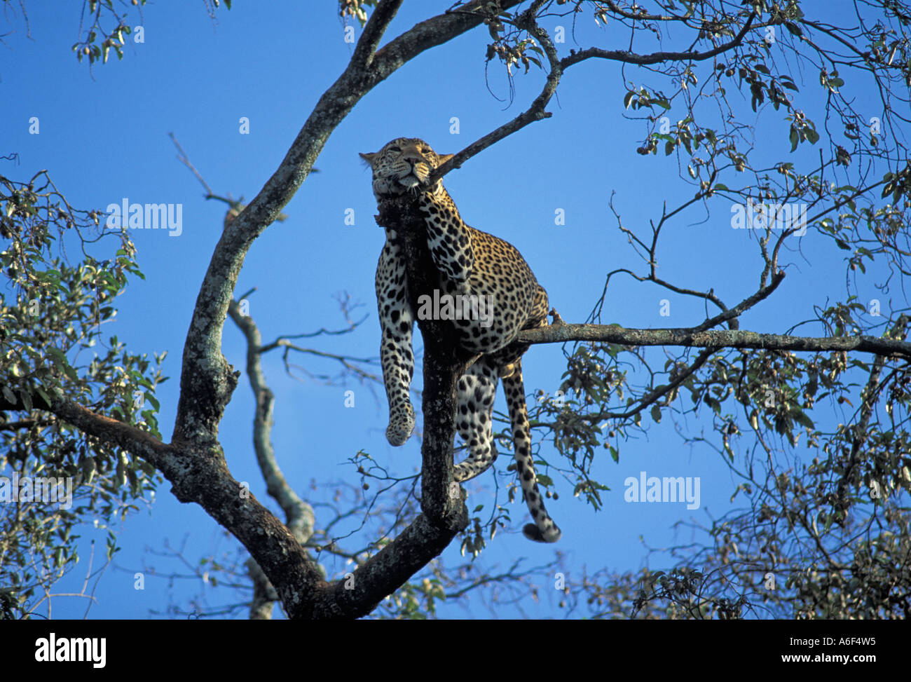 Leopard ( Panthera pardus ) in a tree - Kenya Stock Photo - Alamy