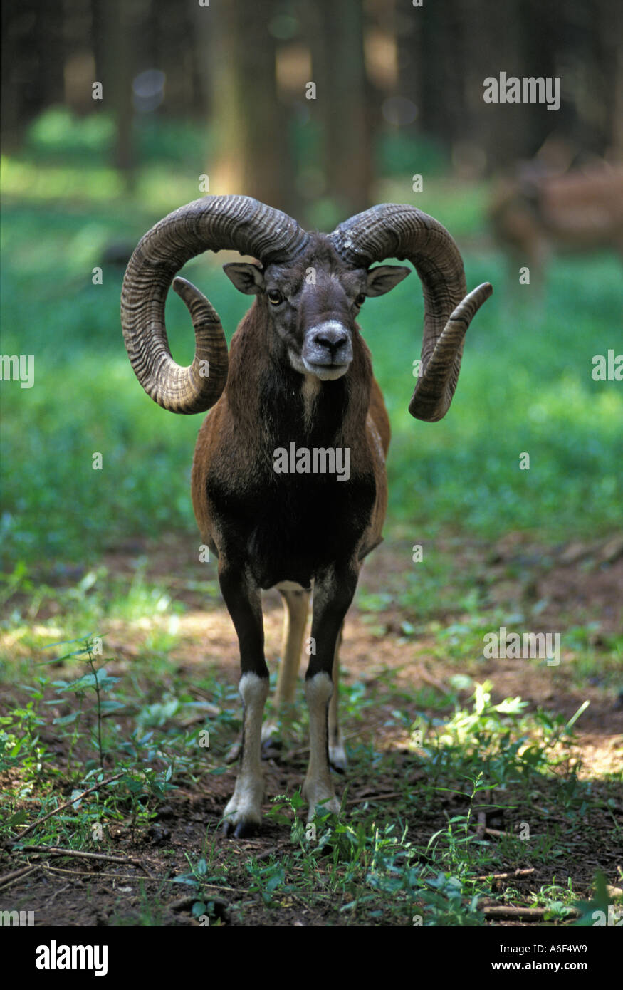 Argali (Ovis ammon Stock Photo - Alamy