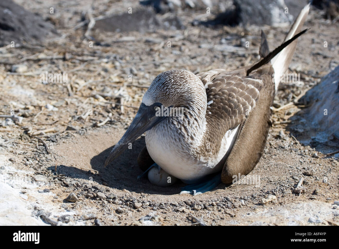 Blue footed Booby Ecuador South America Stock Photo - Alamy